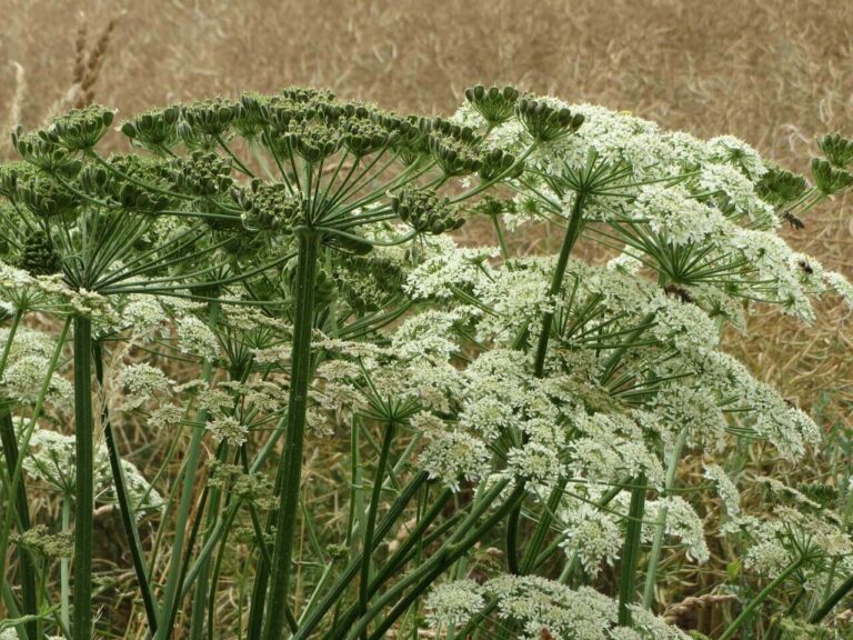 Alpesi medvetalp (Heracleum sphondylium) ⋆ Gyógynövény infó