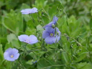 Len (Linum usitatissimum) jellemzői, hatóanyaga, felhasználása ⋆ ...